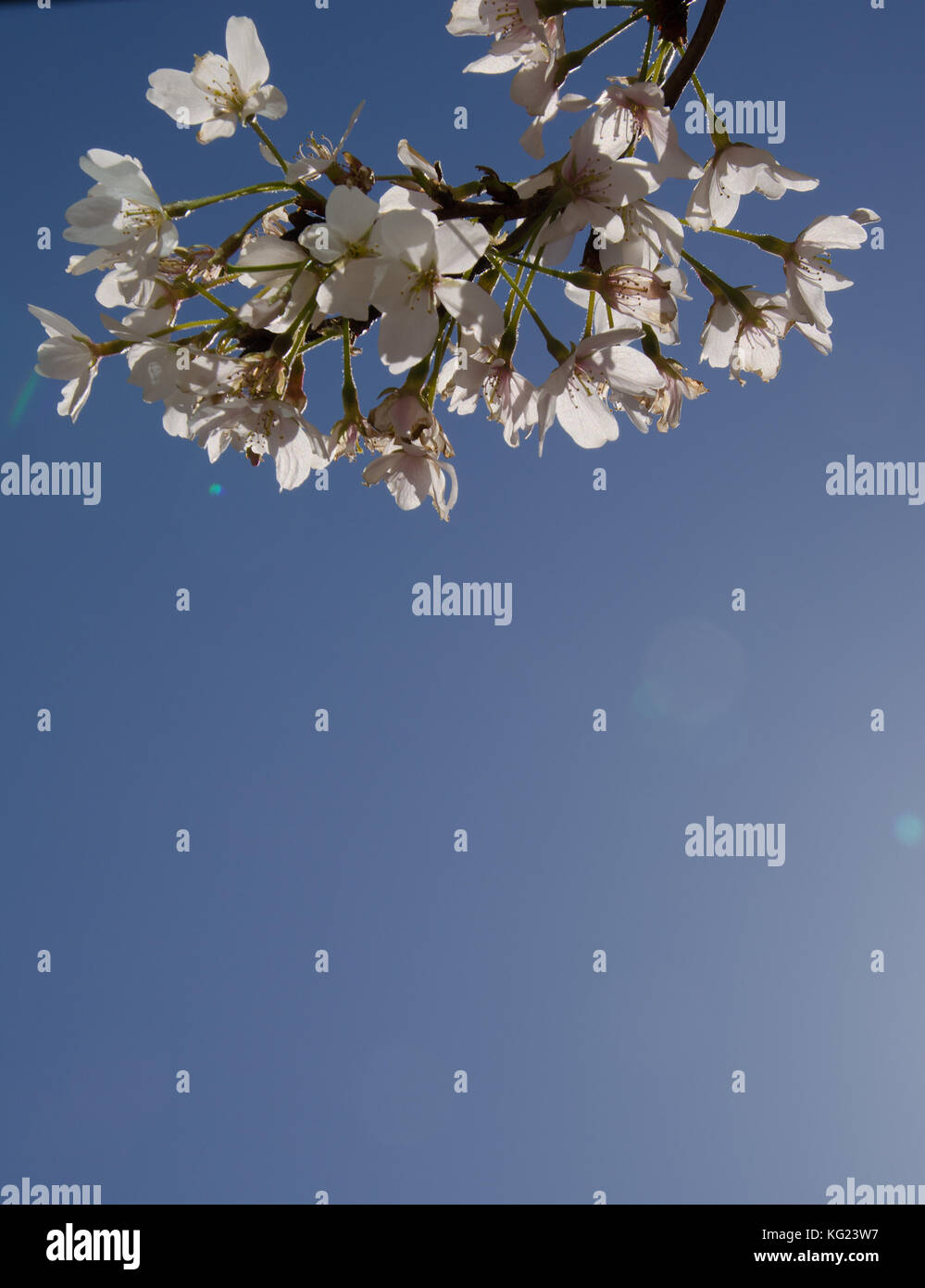 Mountain ash tree flowers hi-res stock photography and images - Alamy