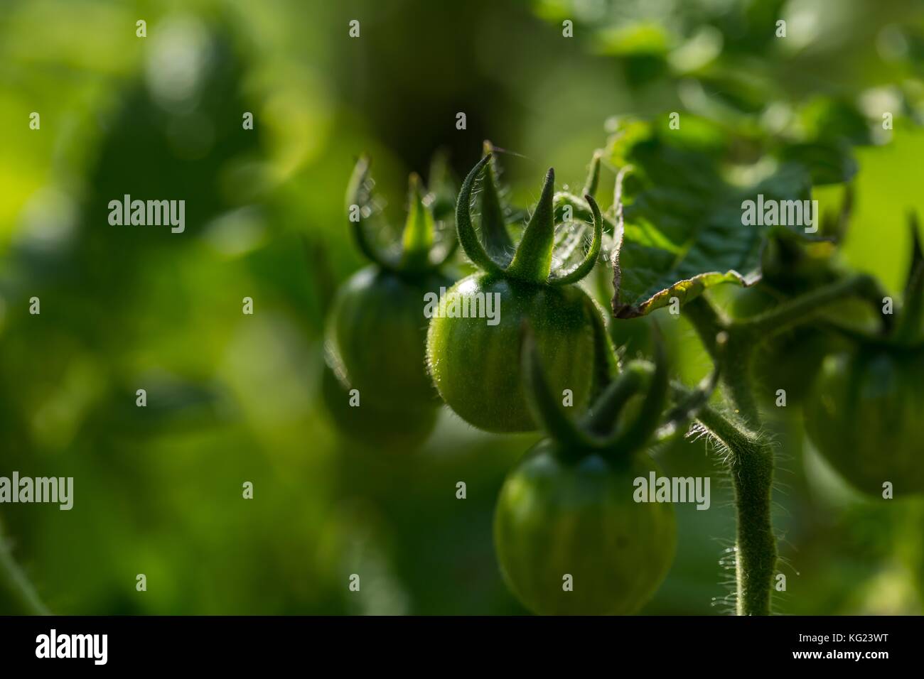 Self contained garden hi-res stock photography and images - Alamy
