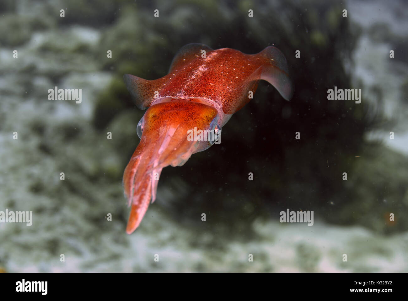 Red squid underwater hi-res stock photography and images - Alamy