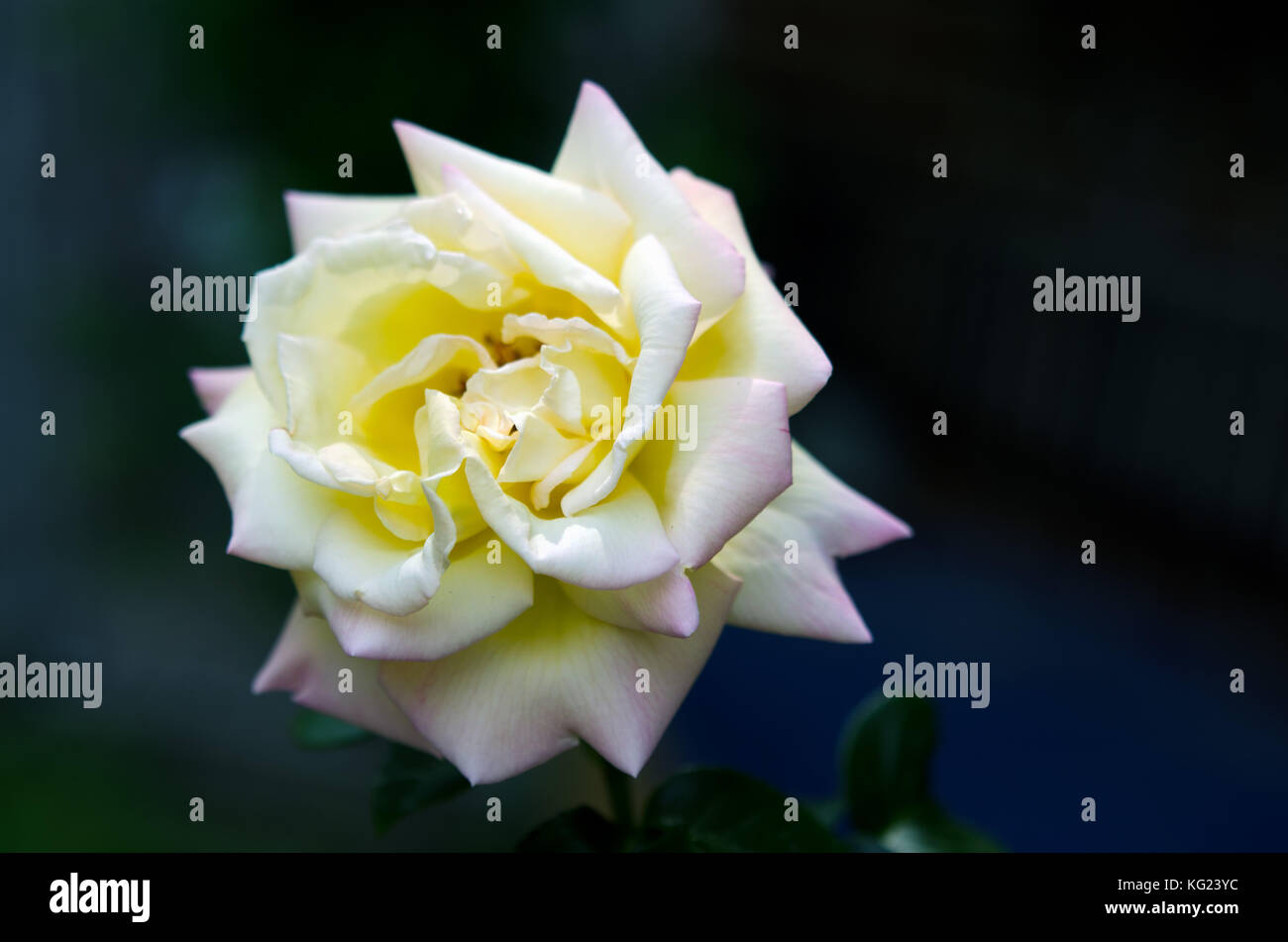 White scottish rose hi-res stock photography and images - Alamy