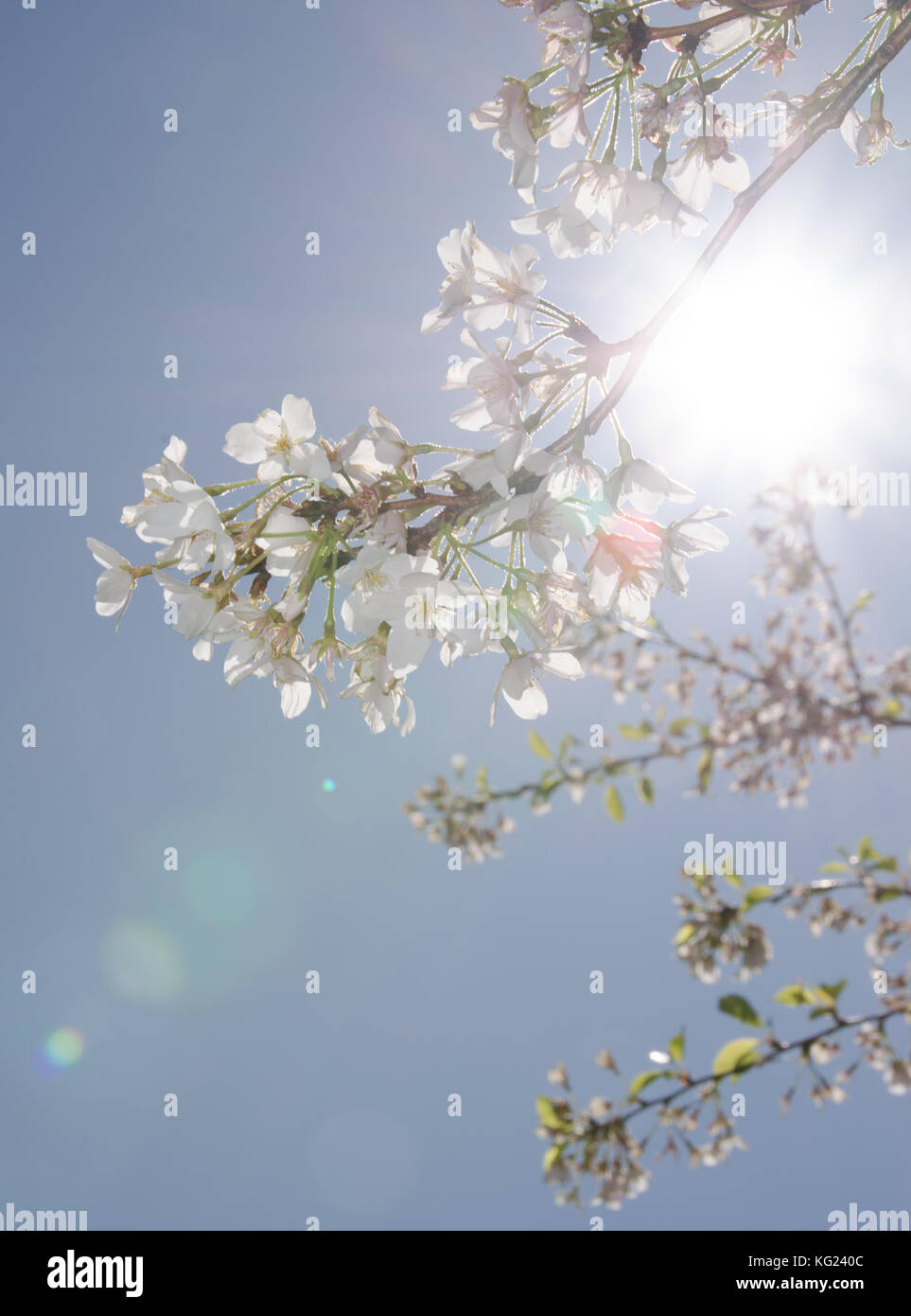 Young mountain ash tree hi-res stock photography and images - Alamy