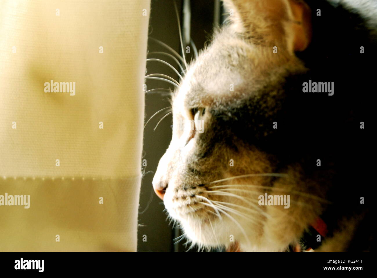 Cat gazes out window as life passes by Stock Photo - Alamy