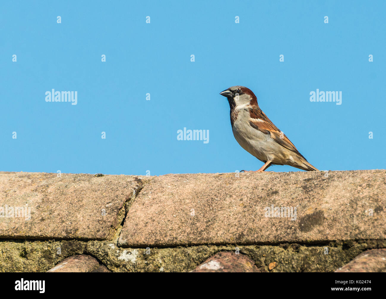 Sparrow sitting on roof house hi-res stock photography and images - Alamy