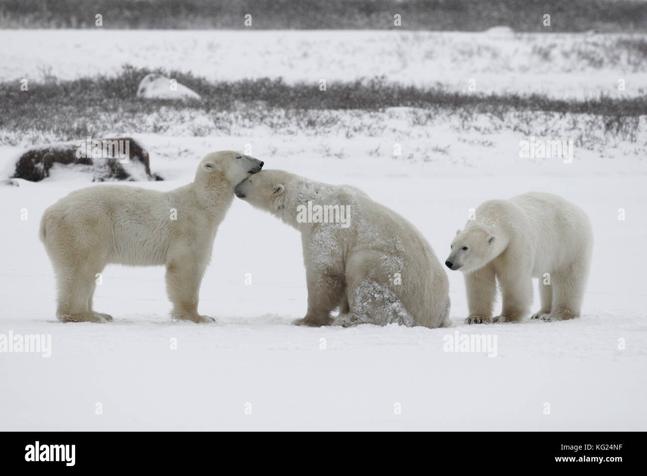 A group of three polar bears show simultaneous emotions of affection ...