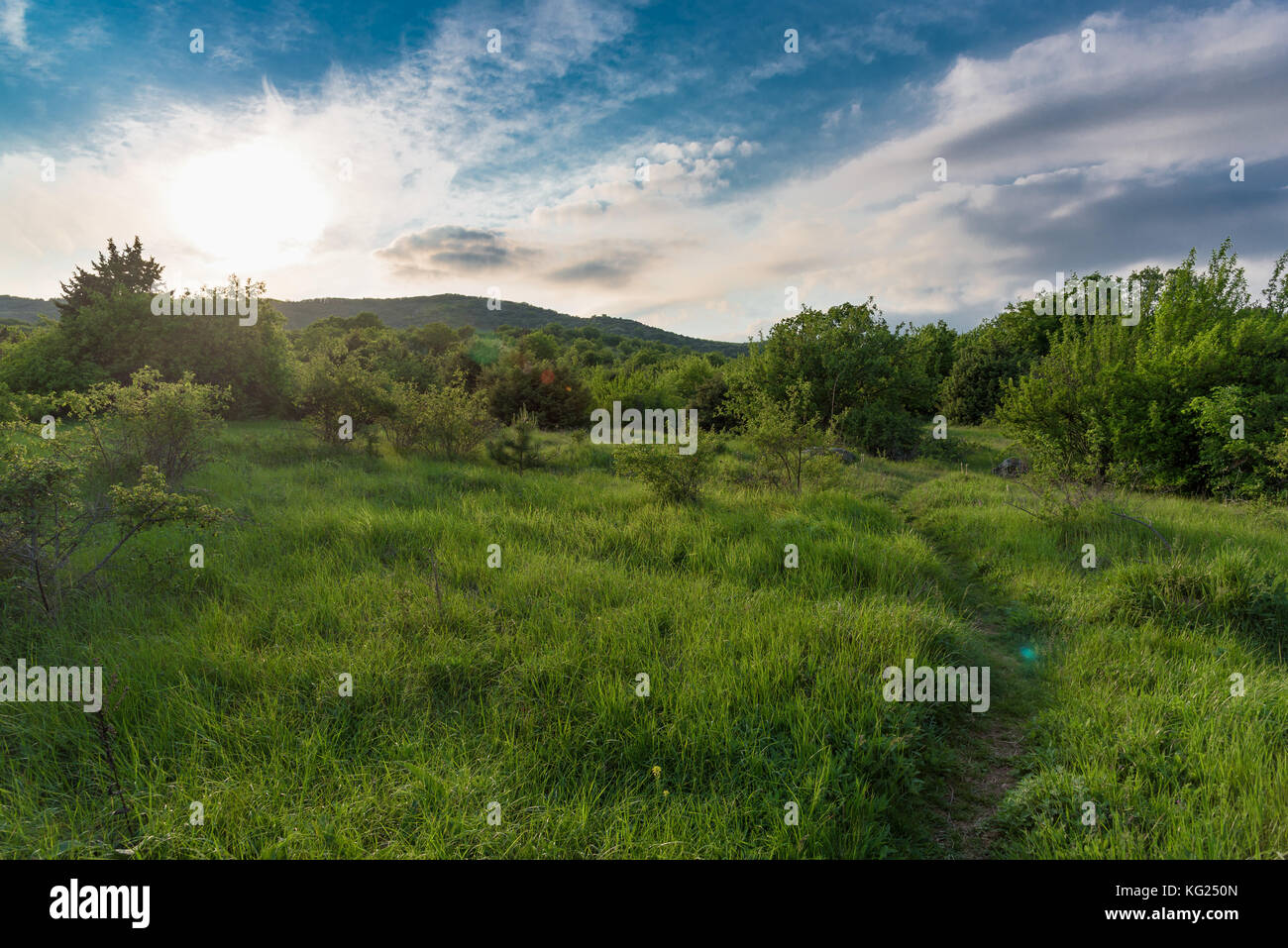 Trail in a field with summer sunset Stock Photo - Alamy