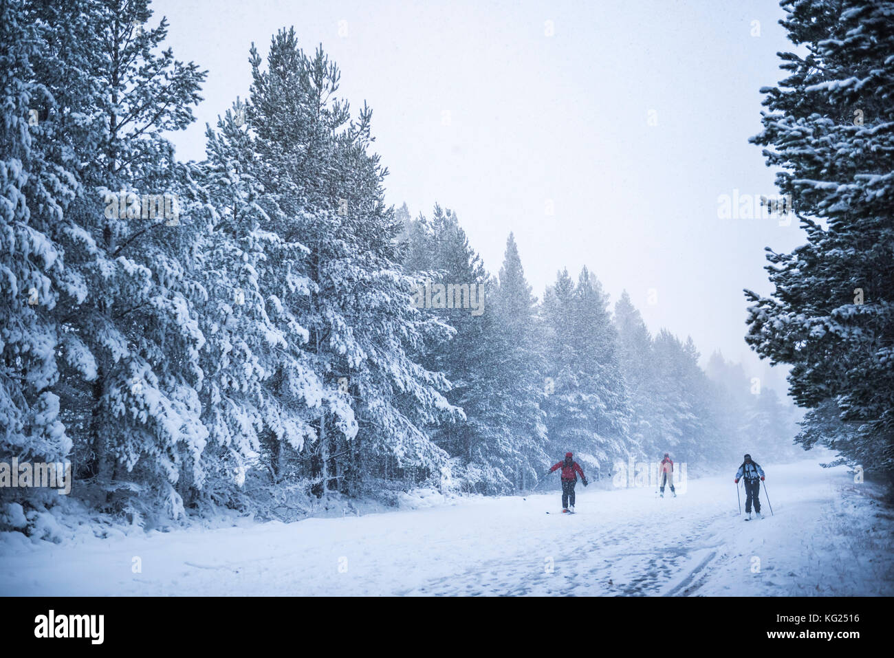 Glenmore forest park winter hi-res stock photography and images - Alamy