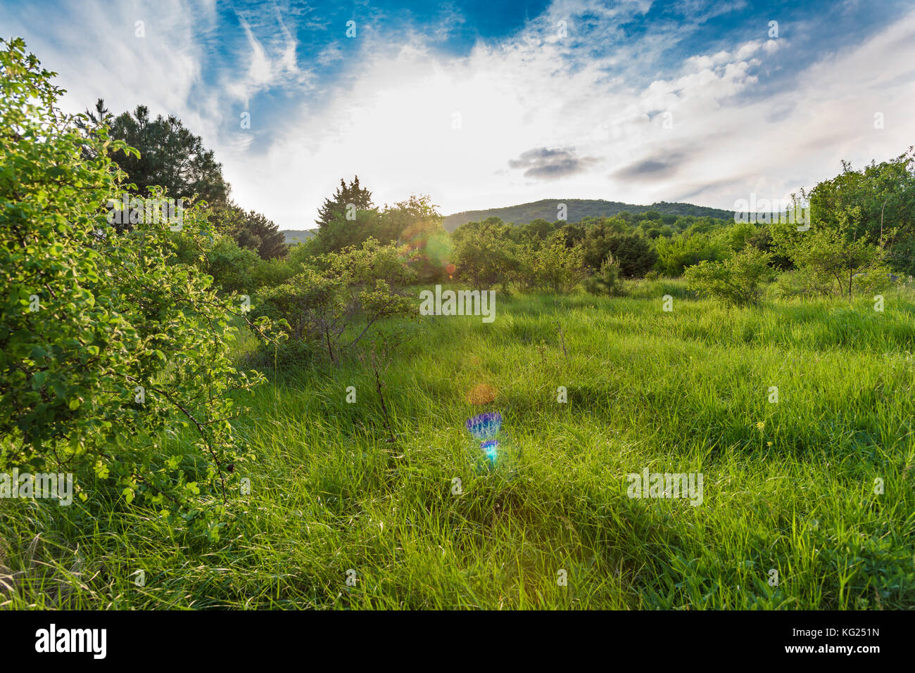 Green sunny lawn in a field landscape Stock Photo - Alamy