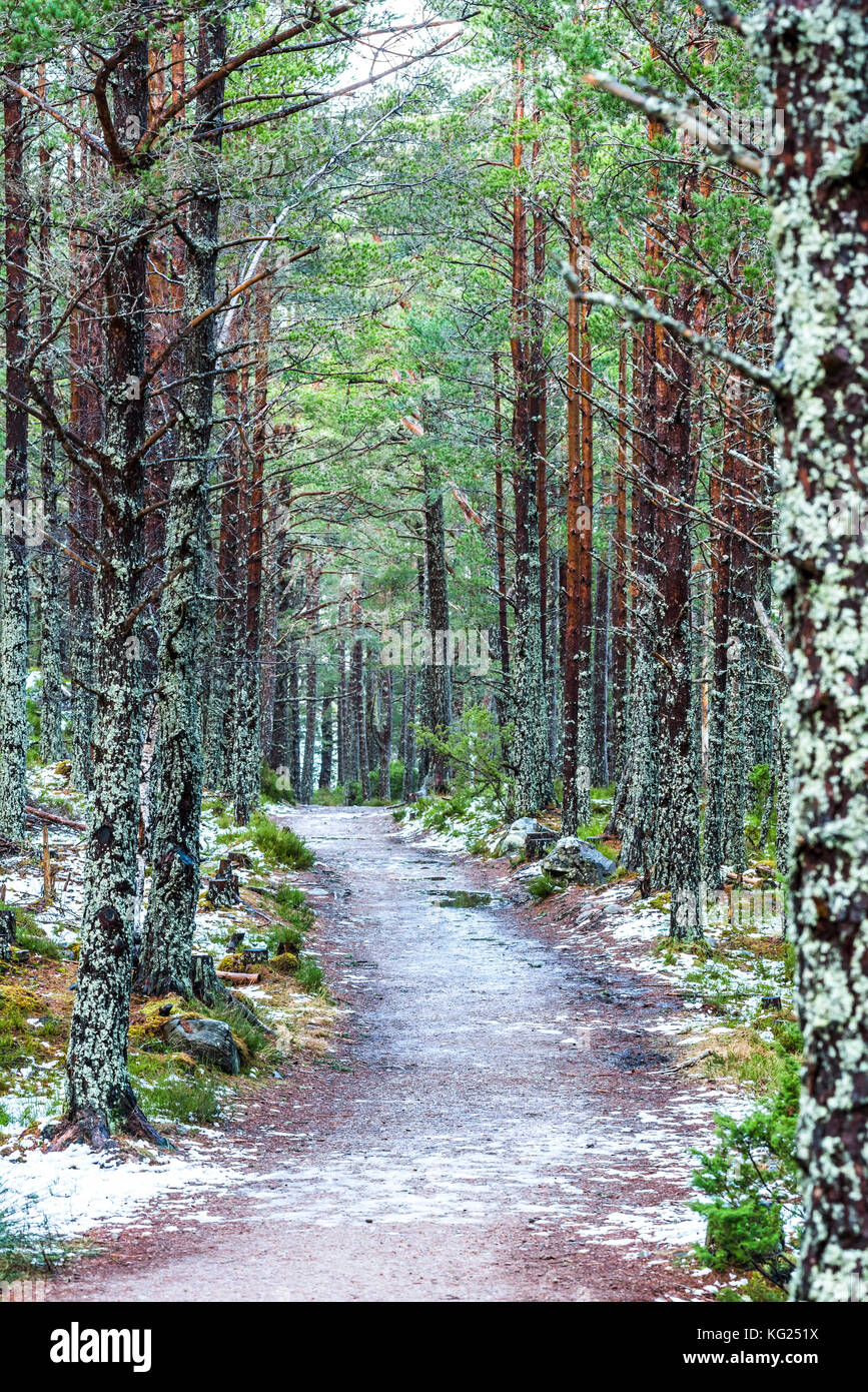 Rothiemurchus Forest at Loch an Eilein, Aviemore, Cairngorms National ...