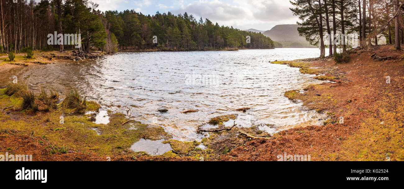Rothiemurchus forest hi-res stock photography and images - Alamy