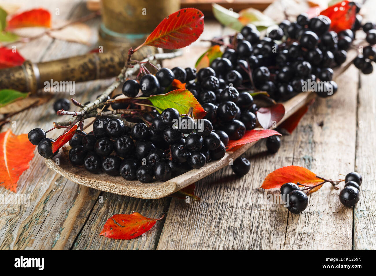 Black chokeberry (aronia melanocarpa) with autumn leaves on wooden ...