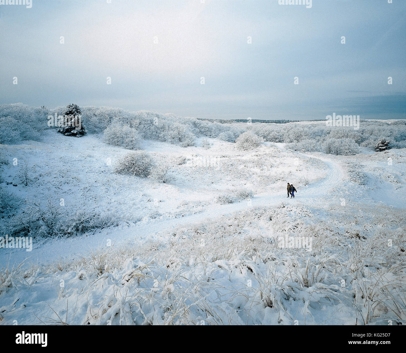 Dunes under snow Bergen aan zee, Noord-Holland, Netherlands *** Local ...