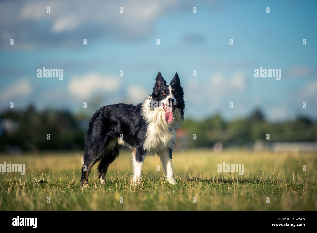 Border collie in a field, Oxfordshire, England, United Kingdom, Europe ...