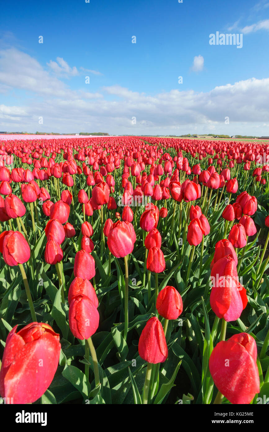 Red tulips in field, Yersekendam, Zeeland province, Netherlands, Europe ...