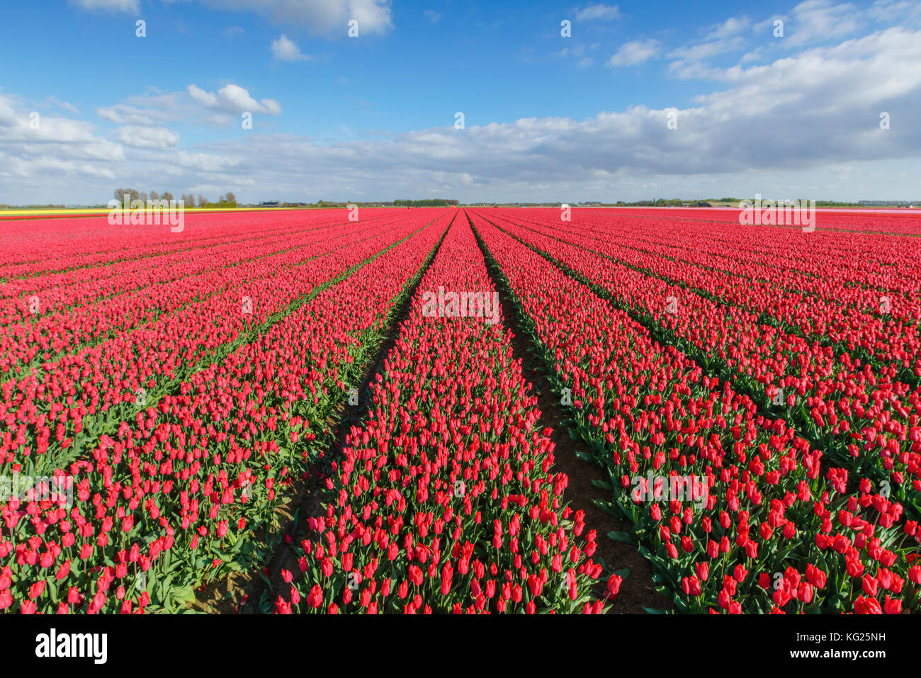 Red tulips in field, Yersekendam, Zeeland province, Netherlands, Europe ...