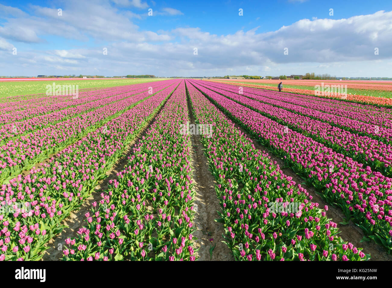 Pink tulips in field, Yersekendam, Zeeland province, Netherlands ...