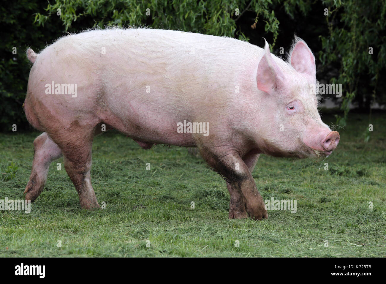 Side view photo of a young domestic pig sow on animal farm summertime ...