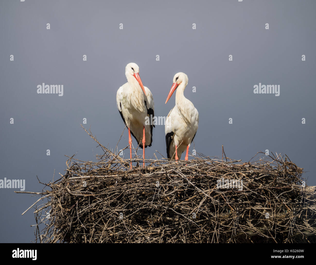 White stork in silves portugal hi-res stock photography and images - Alamy