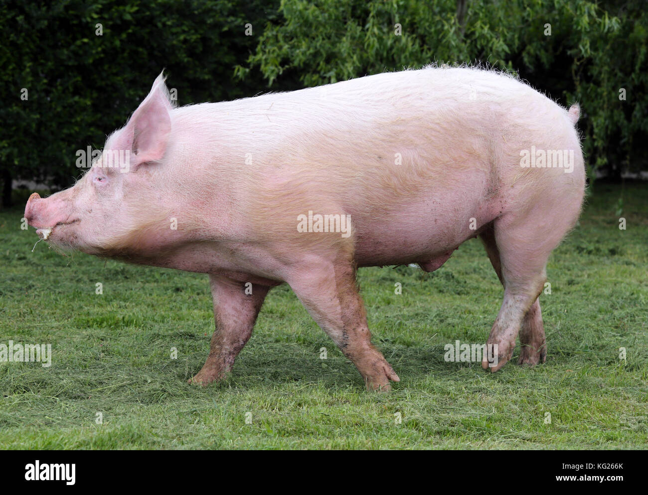 Beautiful giant sow runs across on pasture Stock Photo - Alamy