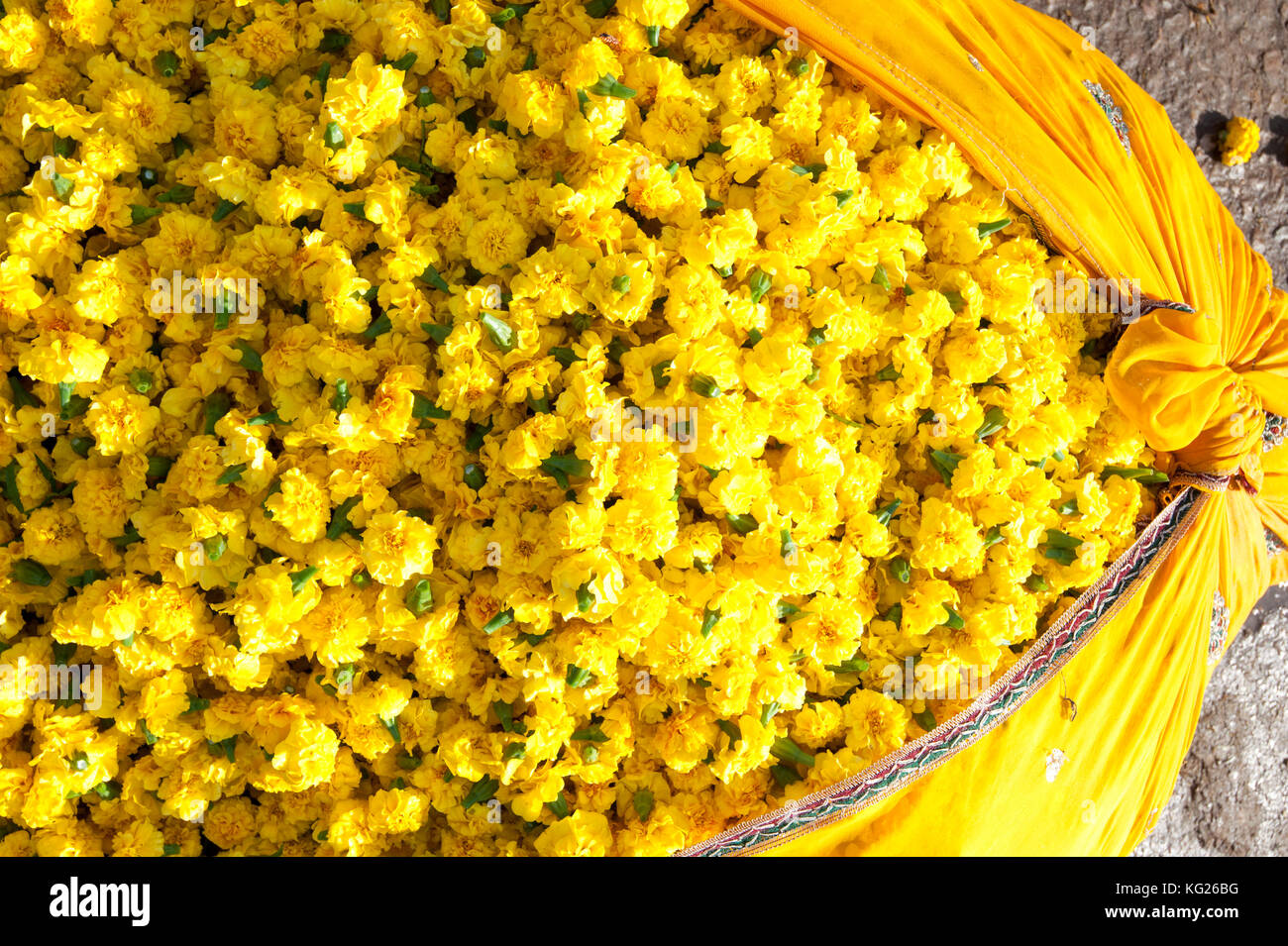 Cotton flower india hi-res stock photography and images - Alamy