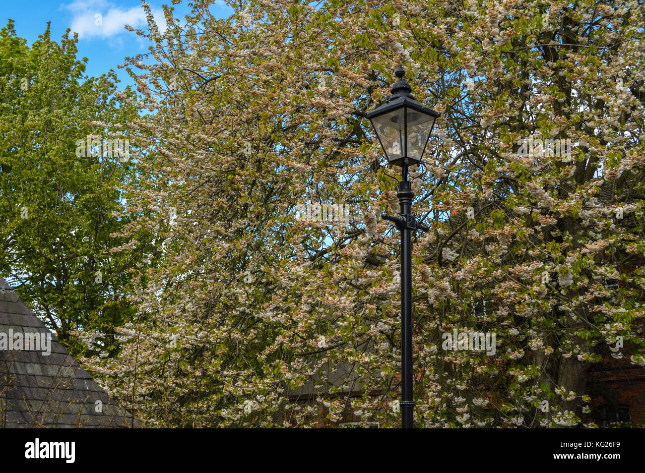 Lamp post between the trees in autumn at England UK Stock Photo - Alamy