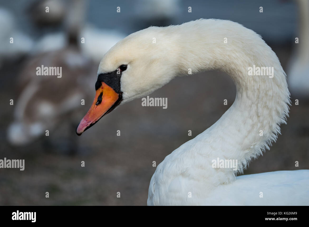 Detail of the head and neck of a white swan on the river shore Stock ...