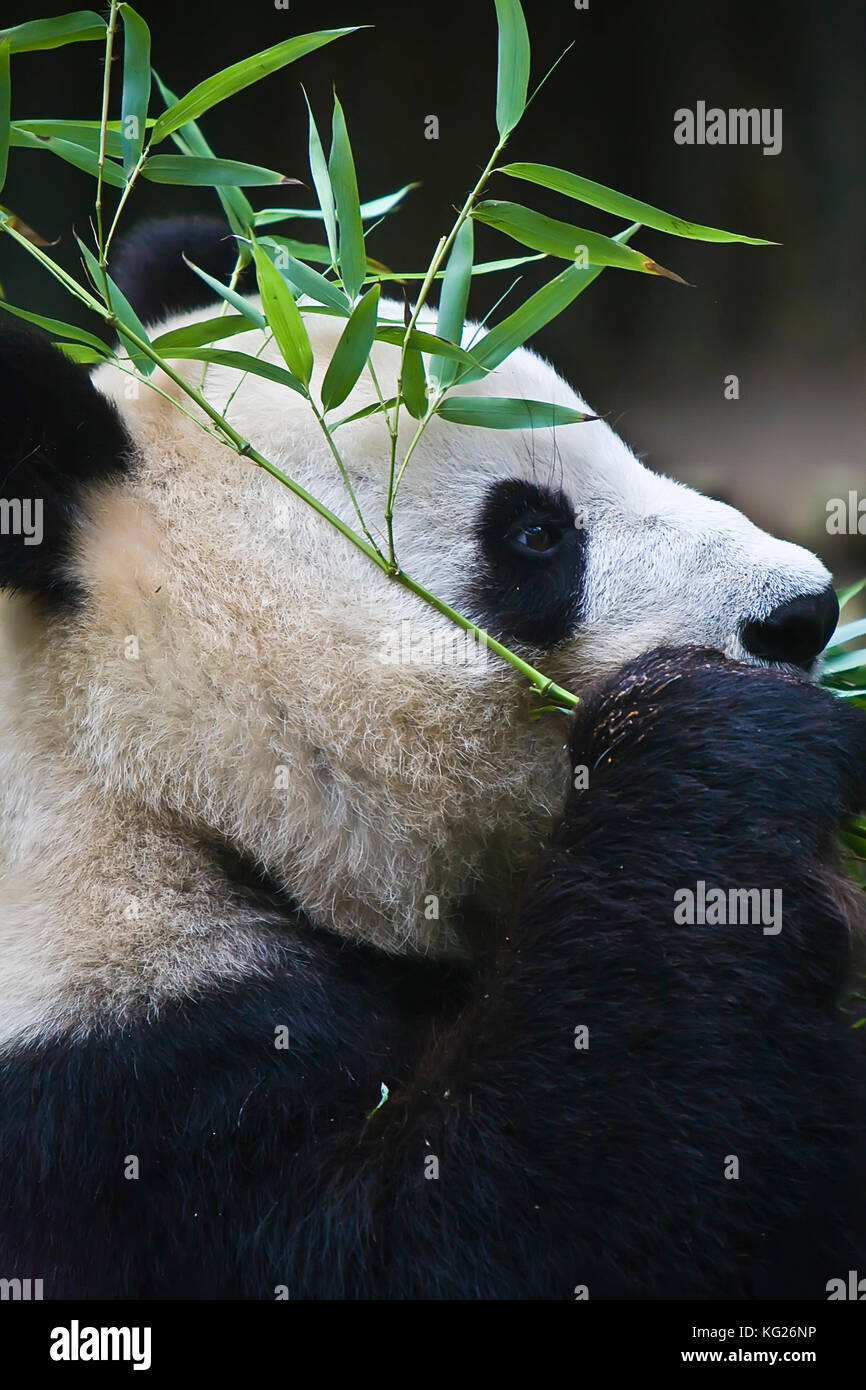 Bai Yun, a giant panda at the San Diego Zoo, San Diego CA. Hers was the ...