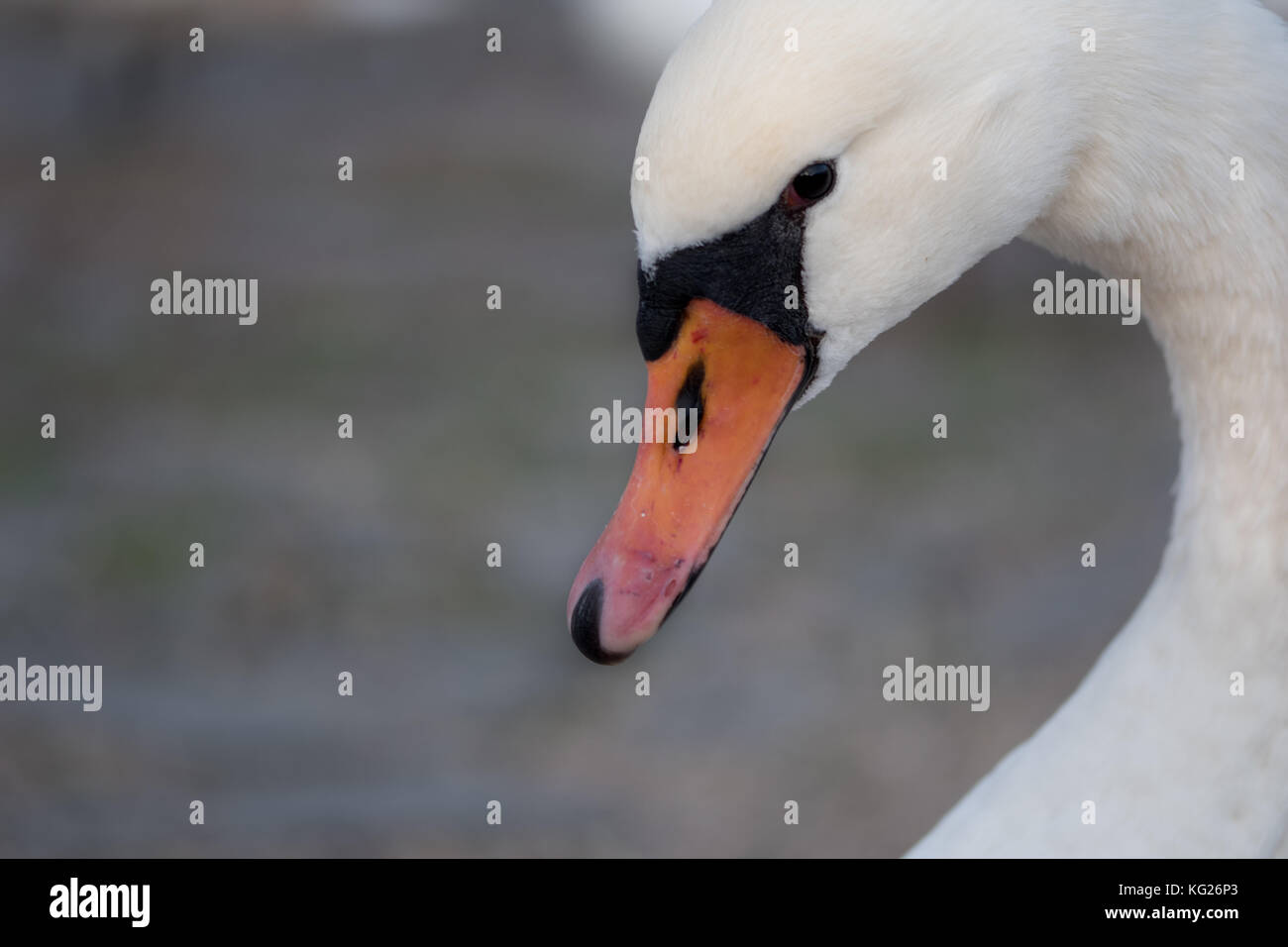 A close-up view of white swan's head Stock Photo - Alamy