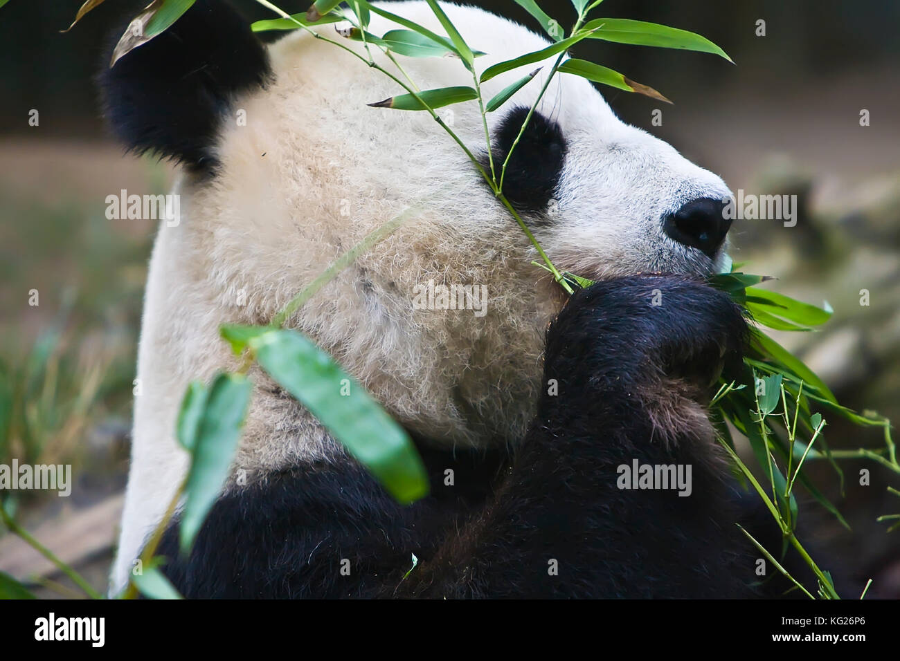 Bai Yun, a giant panda at the San Diego Zoo, San Diego CA. Hers was the ...