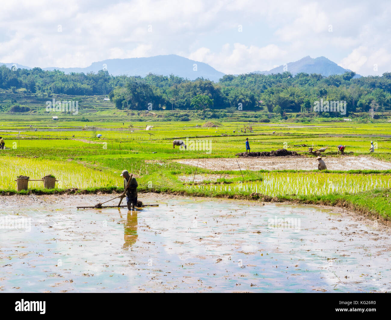 Leveling a rice paddy hi-res stock photography and images - Alamy