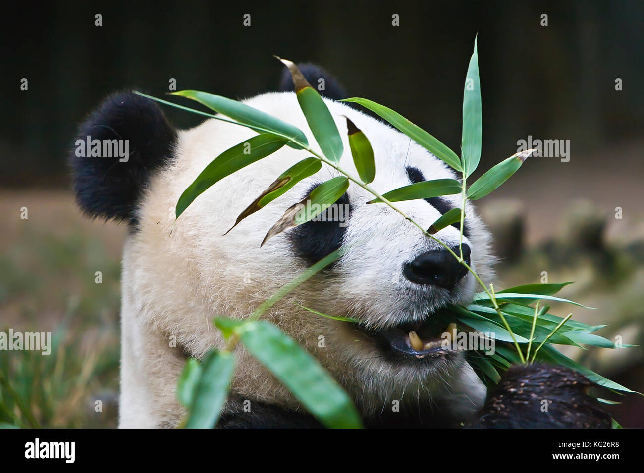 Bai Yun, a giant panda at the San Diego Zoo, San Diego CA. Hers was the ...