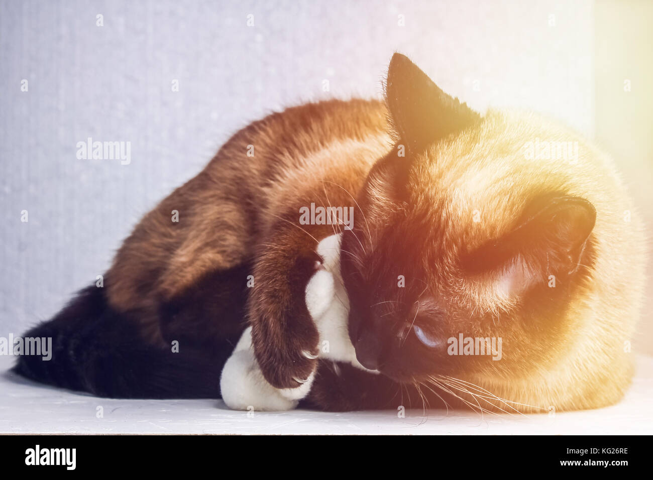 Siamese Thai cat plays with a teddy bear. Claws, teeth, aggression ...