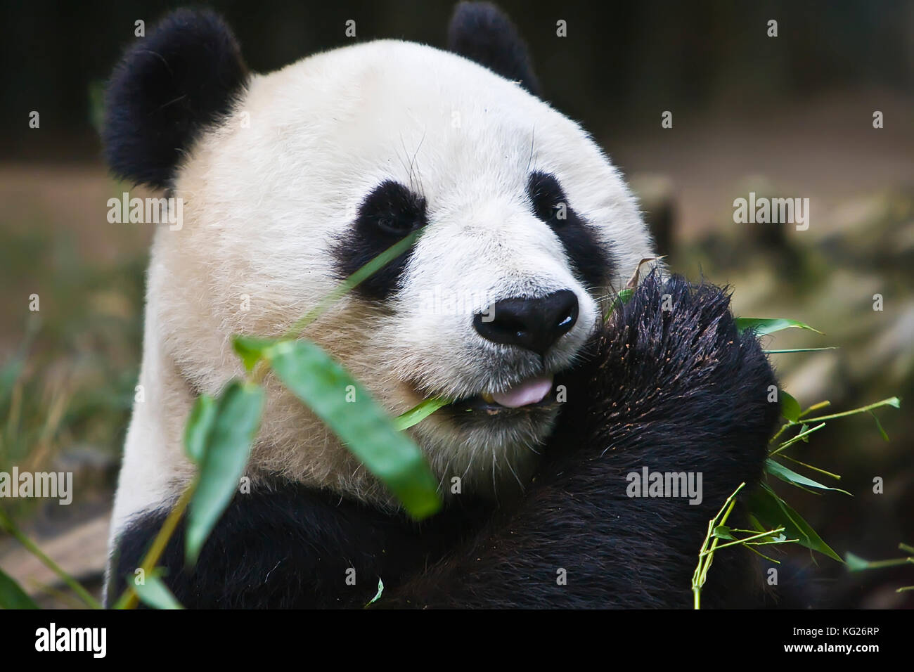 Bai Yun, a giant panda at the San Diego Zoo, San Diego CA. Hers was the ...