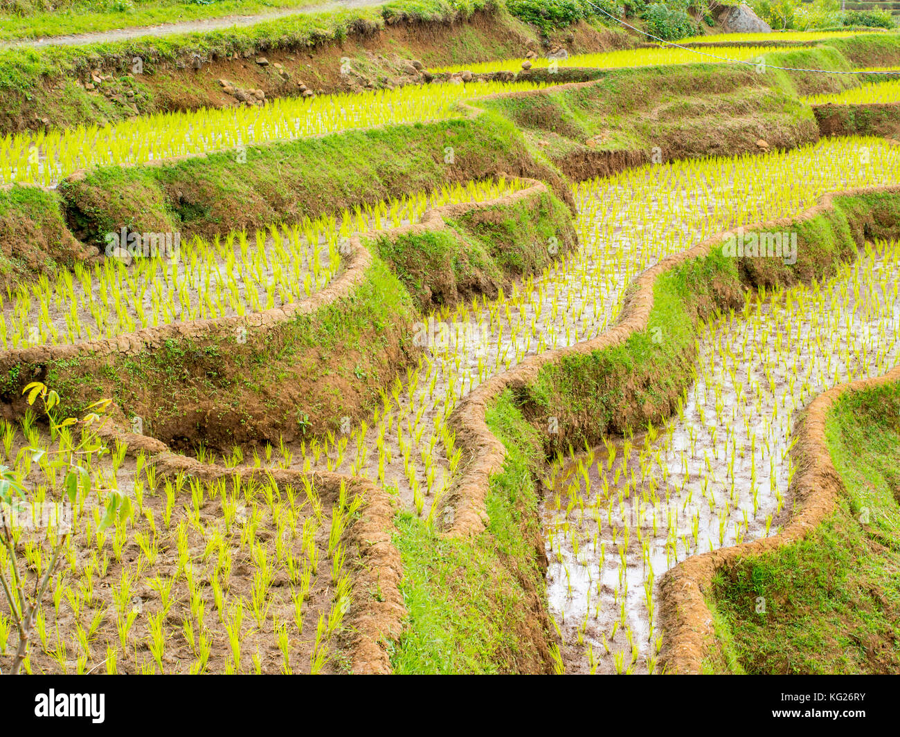 Rice terraces on a steep hill, Tana Toraja, Sulawesi, Indonesia ...