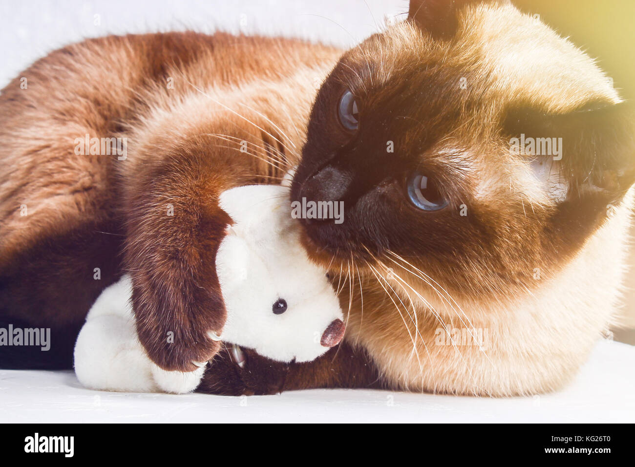 Siamese Thai cat plays with a teddy bear. Claws, teeth, aggression ...
