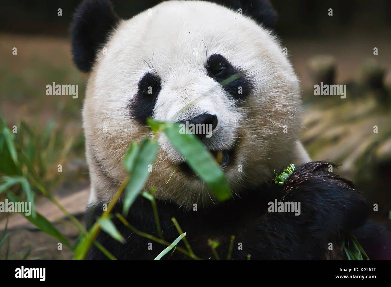 Bai Yun, a giant panda at the San Diego Zoo, San Diego CA. Hers was the ...