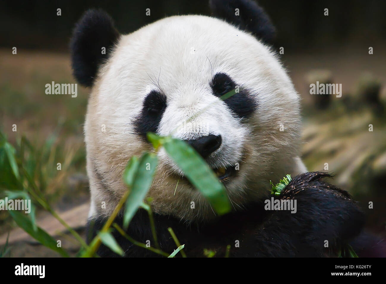 Bai Yun, a giant panda at the San Diego Zoo, San Diego CA. Hers was the ...