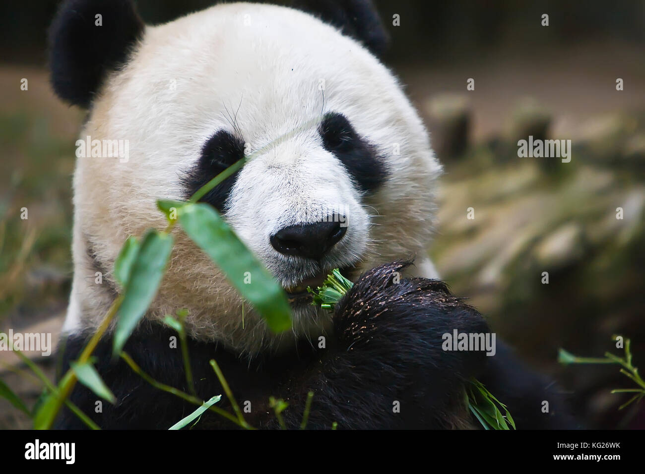 Bai Yun, a giant panda at the San Diego Zoo, San Diego CA. Hers was the ...