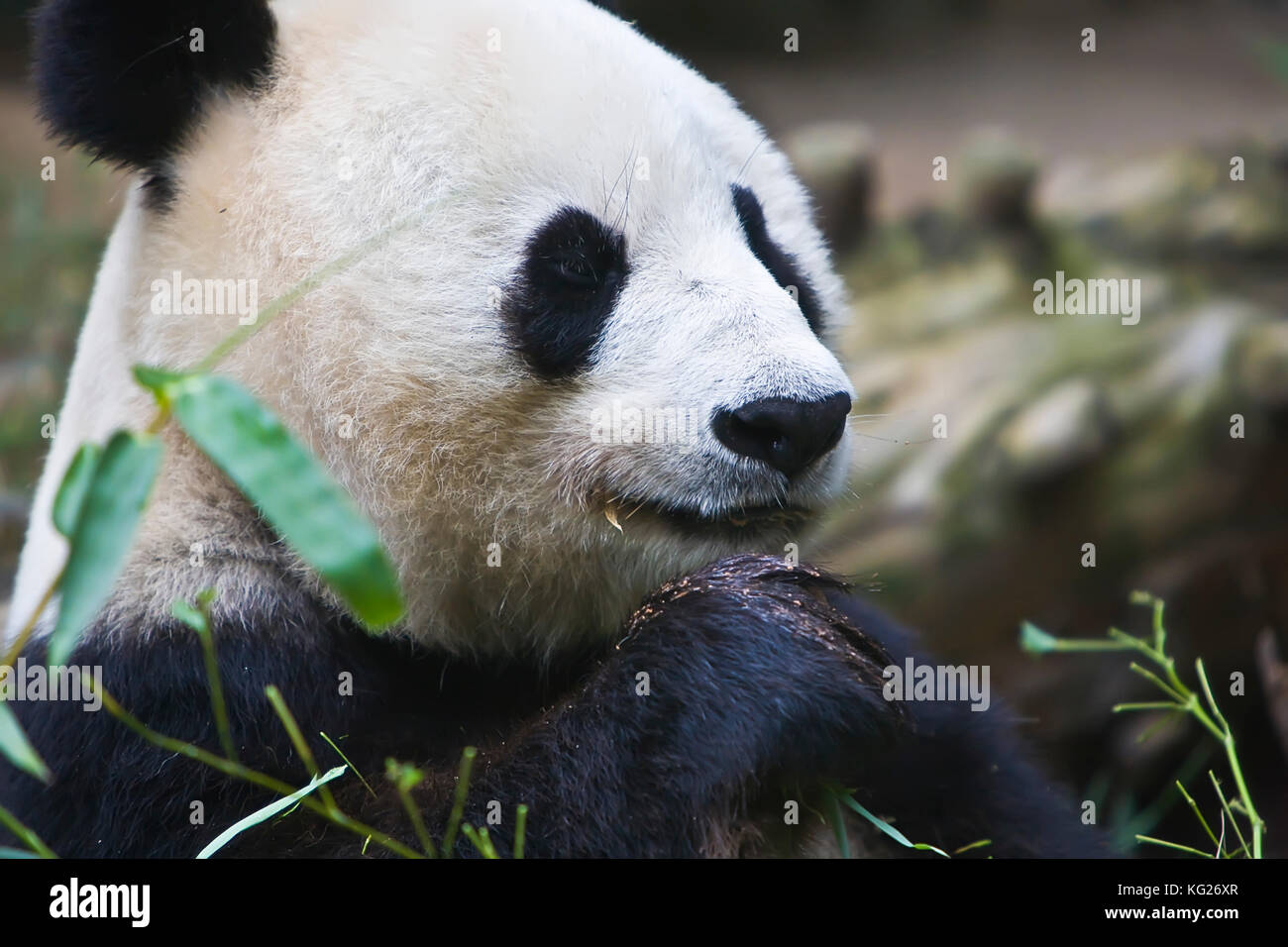 Bai Yun, a giant panda at the San Diego Zoo, San Diego CA. Hers was the ...
