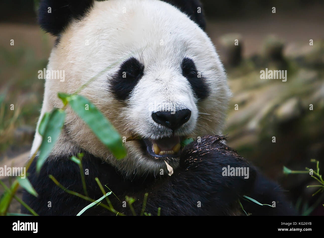 Bai Yun, a giant panda at the San Diego Zoo, San Diego CA. Hers was the ...