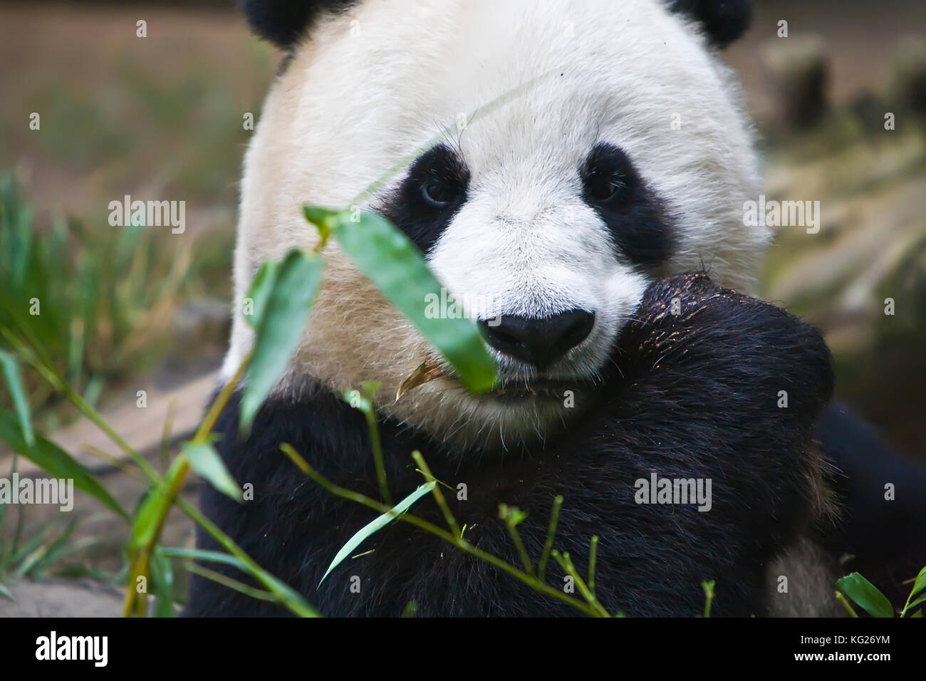 Bai Yun, a giant panda at the San Diego Zoo, San Diego CA. Hers was the ...