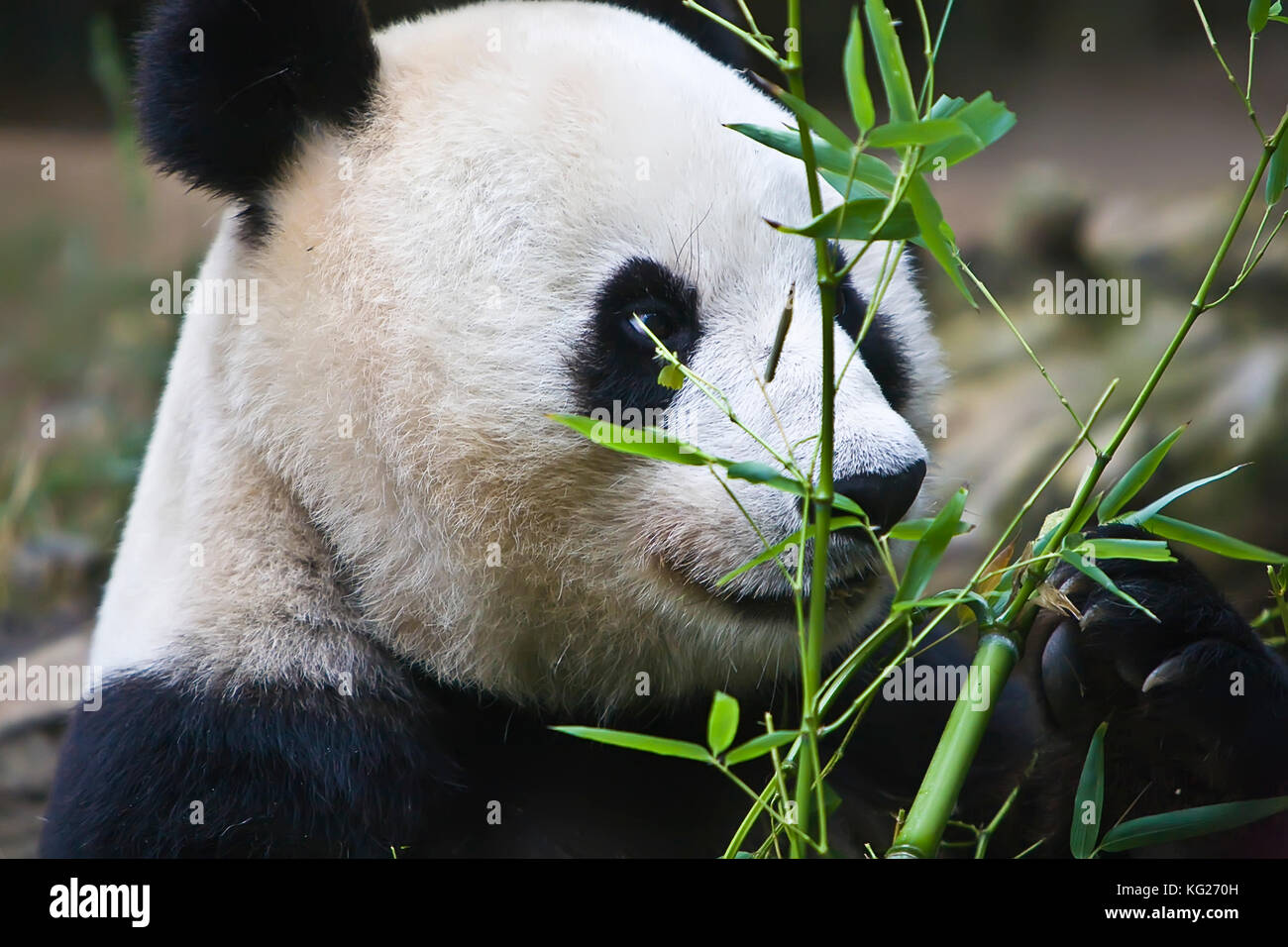 Bai Yun, a giant panda at the San Diego Zoo, San Diego CA. Hers was the ...