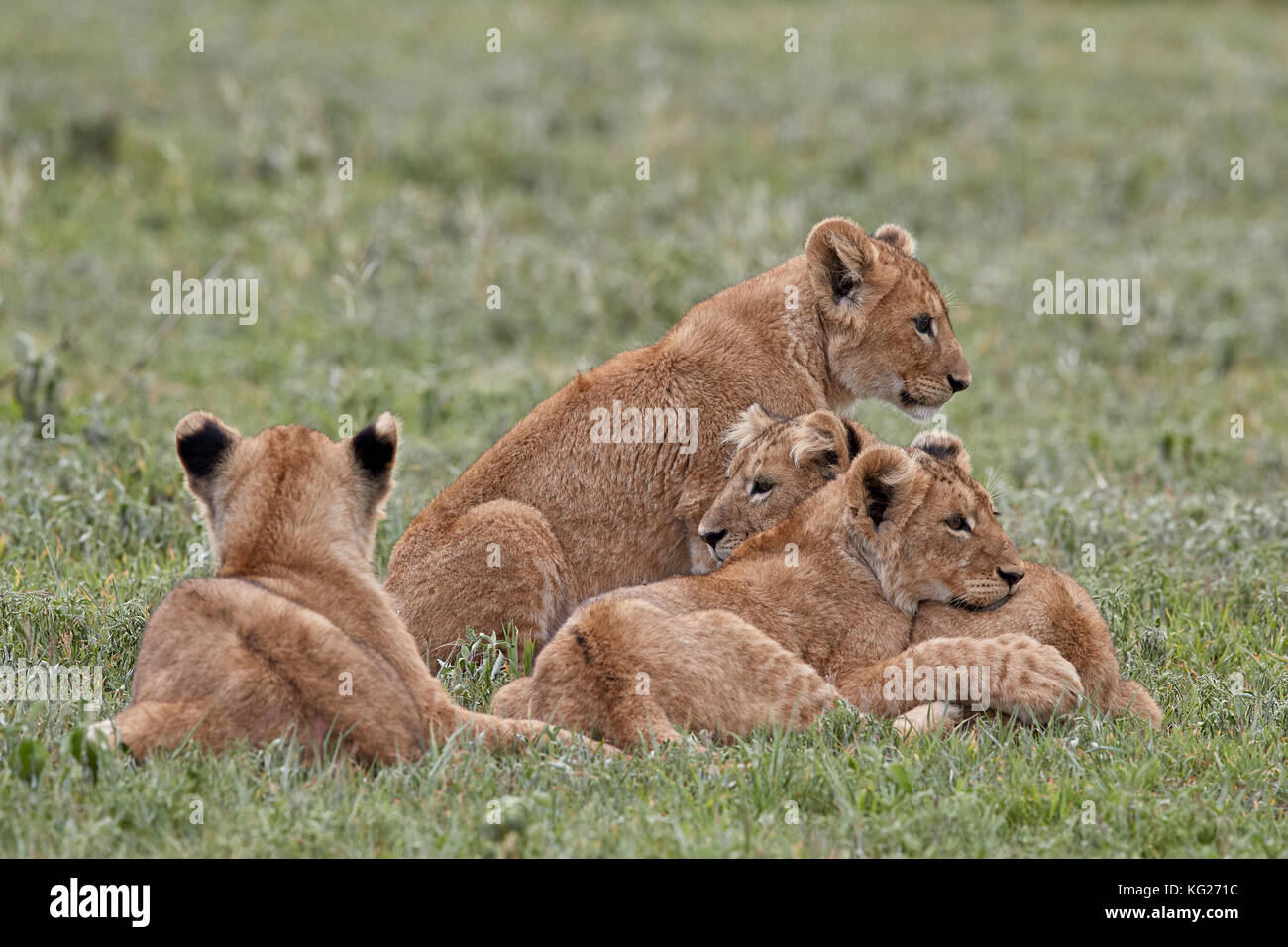 Four lion (Panthera leo) cubs, Ngorongoro Crater, Tanzania, East Africa ...
