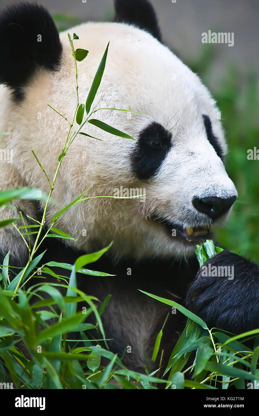 Bai Yun, a giant panda at the San Diego Zoo, San Diego CA. Hers was the ...