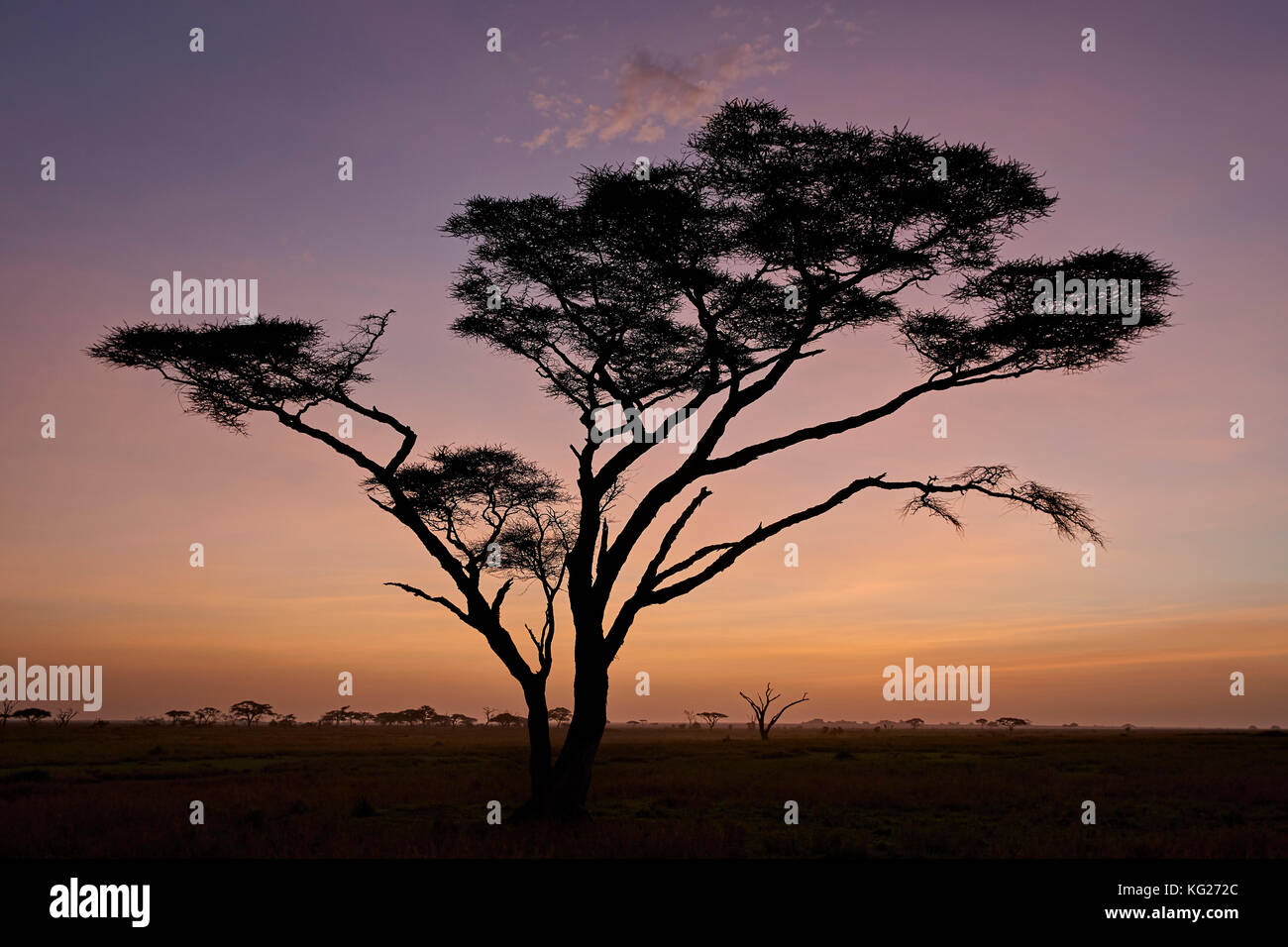 Acacia tree at dawn, Serengeti National Park, Tanzania, East Africa, Africa Stock Photo - Alamy