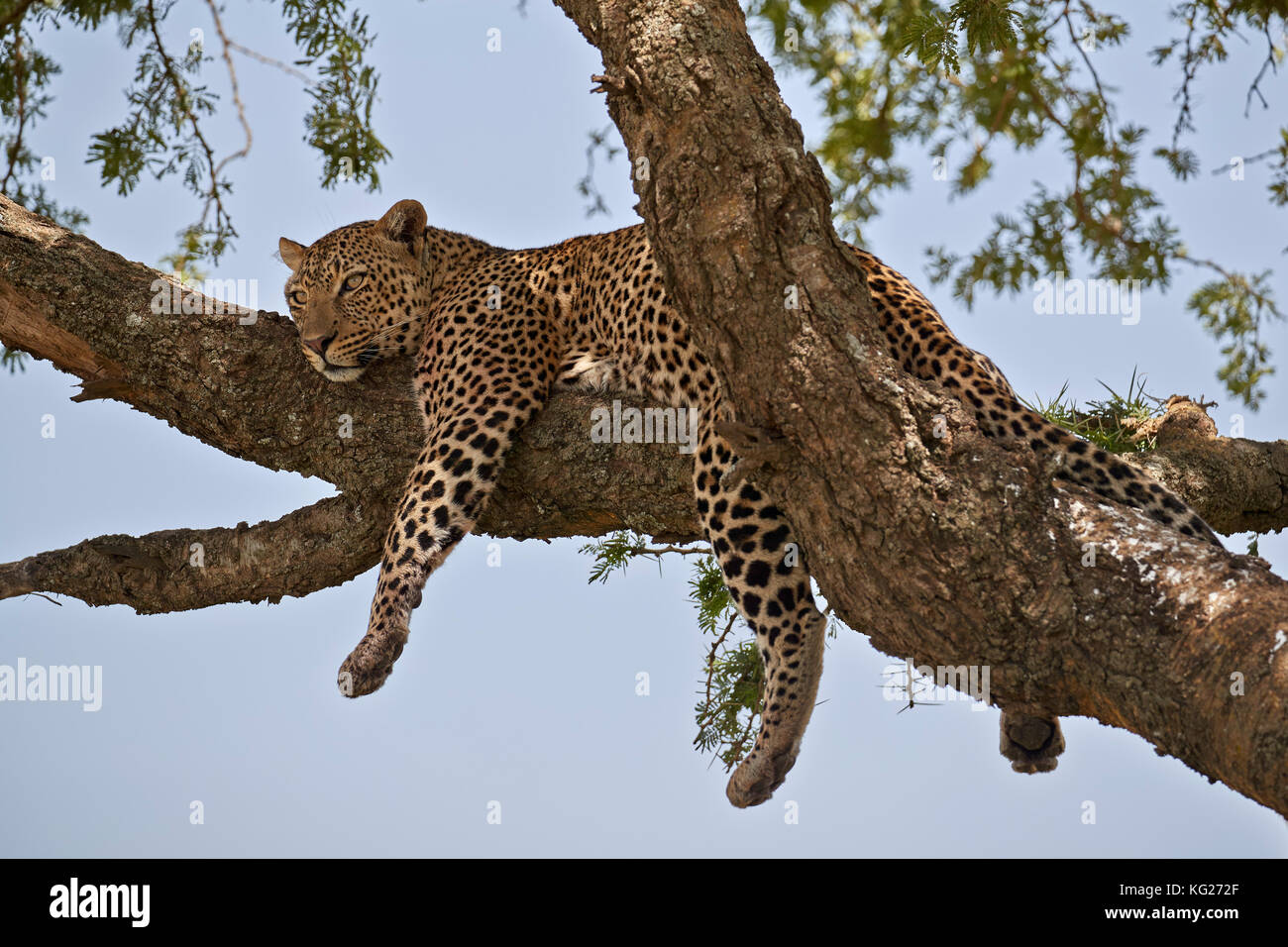 Leopard (Panthera pardus) relaxing in a tree, Serengeti National Park, Tanzania, East Africa ...