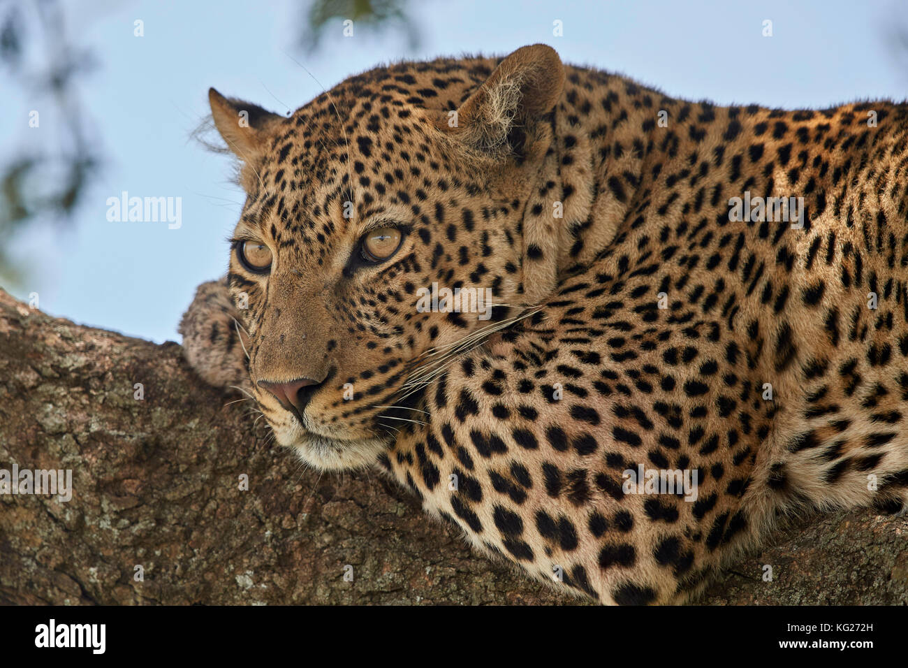Leopard (Panthera pardus) relaxing in a tree, Serengeti National Park, Tanzania, East Africa ...