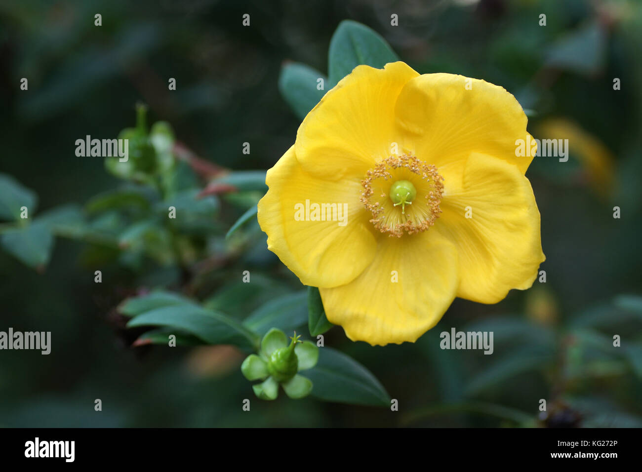 Rowallane garden hi-res stock photography and images - Alamy