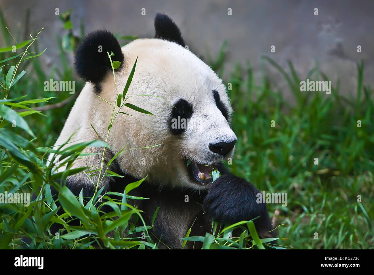 Bai Yun, a giant panda at the San Diego Zoo, San Diego CA. Hers was the ...