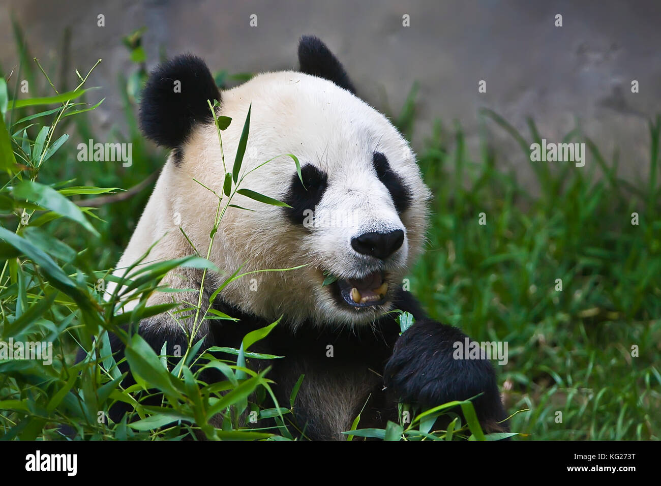 Bai Yun, a giant panda at the San Diego Zoo, San Diego CA. Hers was the ...