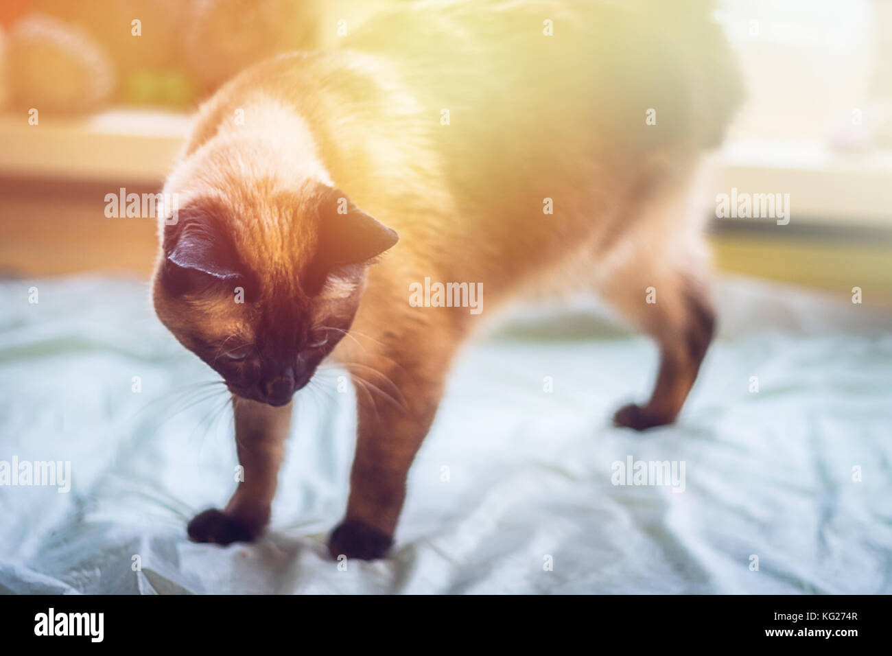 A beautiful Siamese cat looks down. A cat is disabled - a missing leg ...